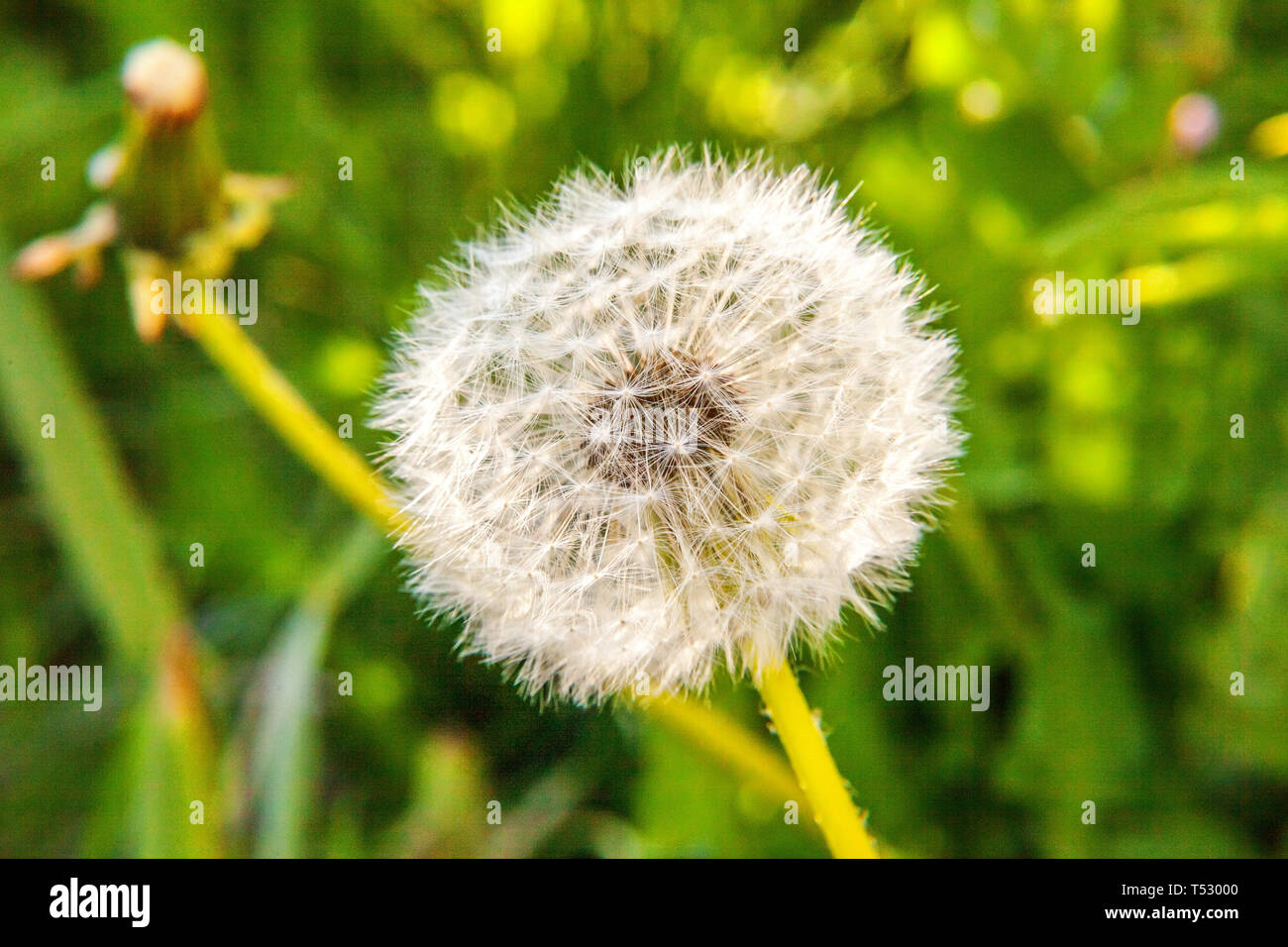 Dandelion Blowing In The Wind Stock Photos & Dandelion Blowing In The ...