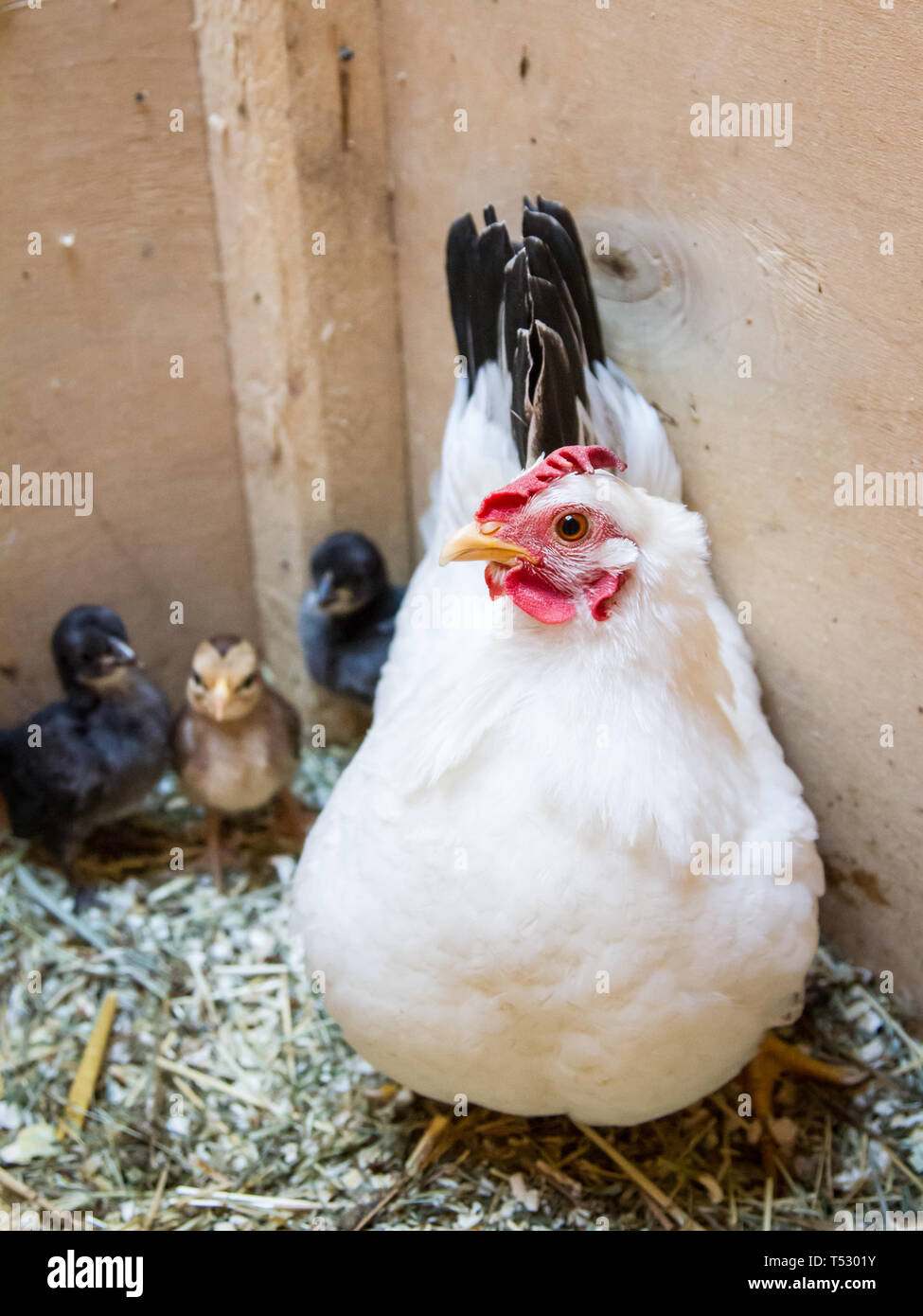 Hatchlings hi-res stock photography and images - Alamy