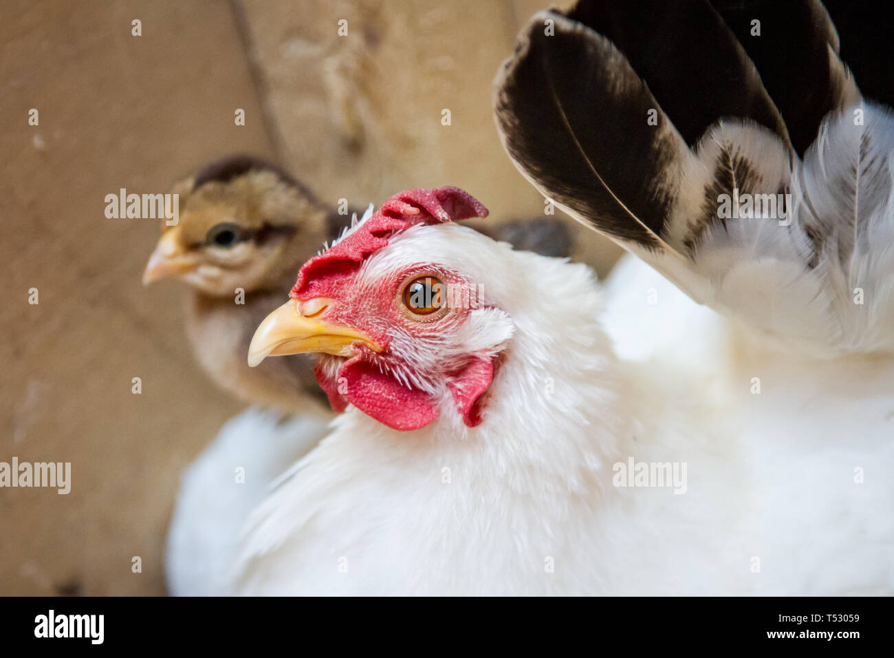 Hen with hatchlings hi-res stock photography and images - Alamy