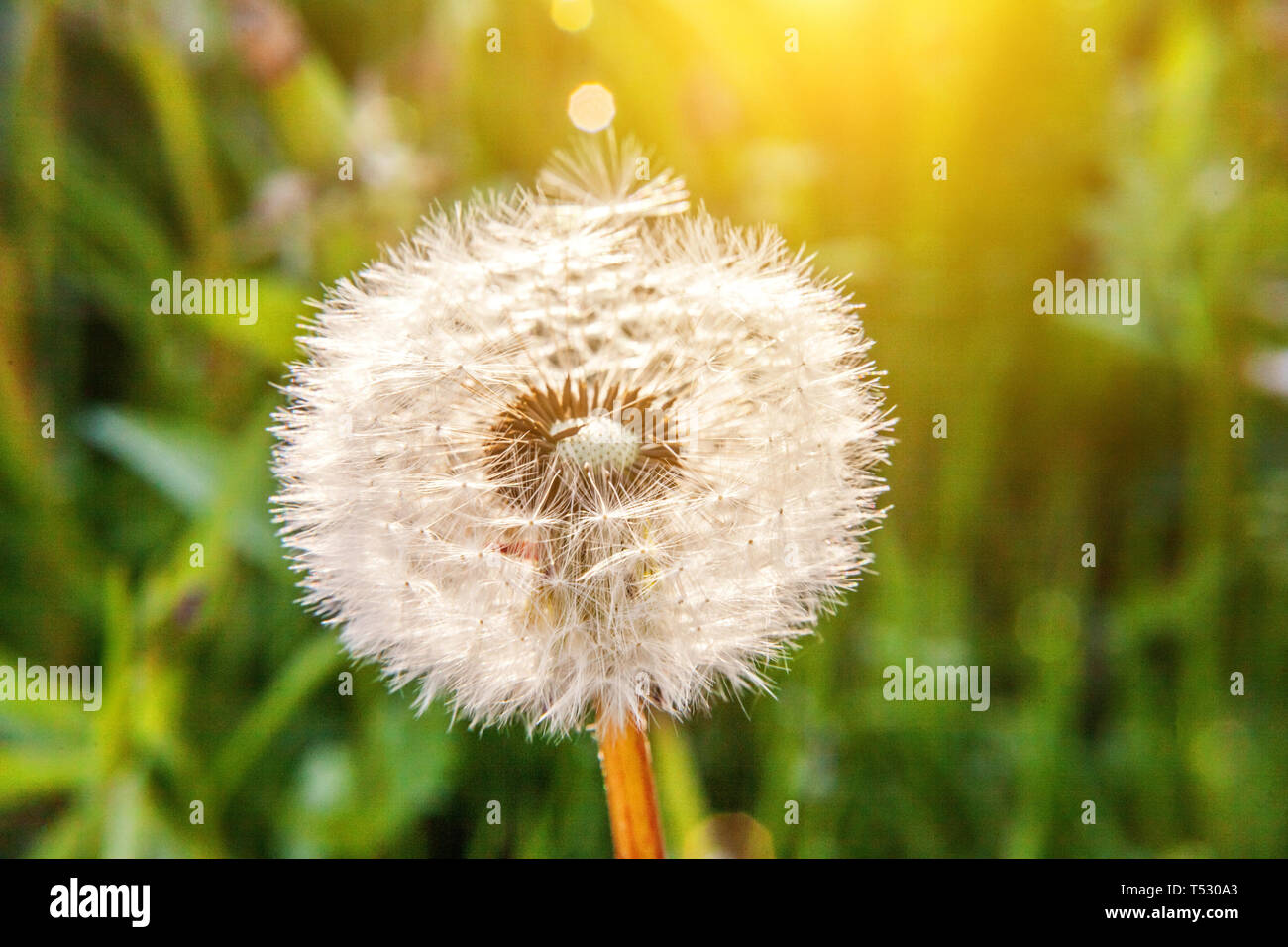 Dandelion seeds blowing in wind in summer field background. Change ...