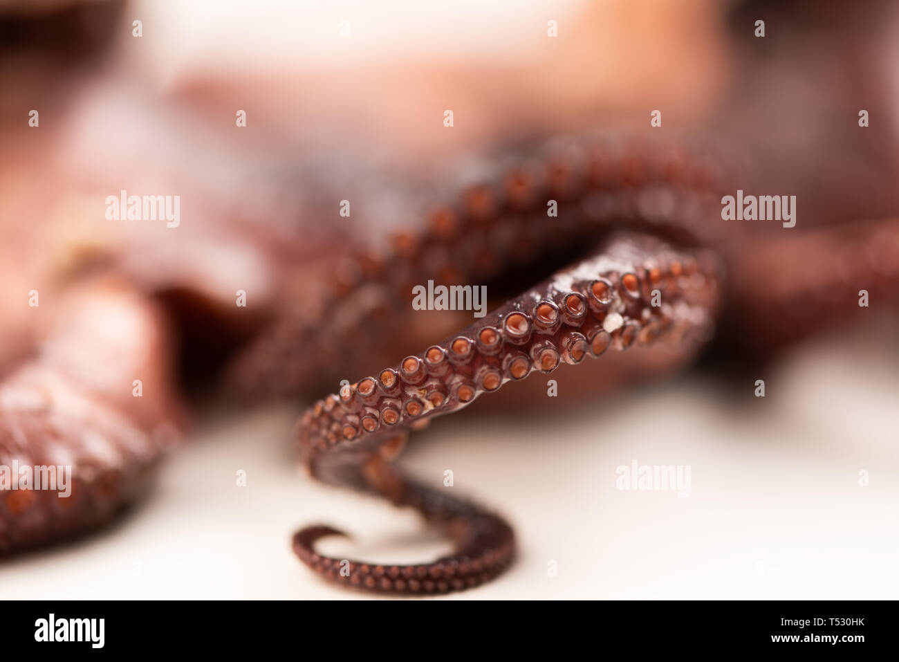 Details of a tentacle of an octopus Stock Photo - Alamy