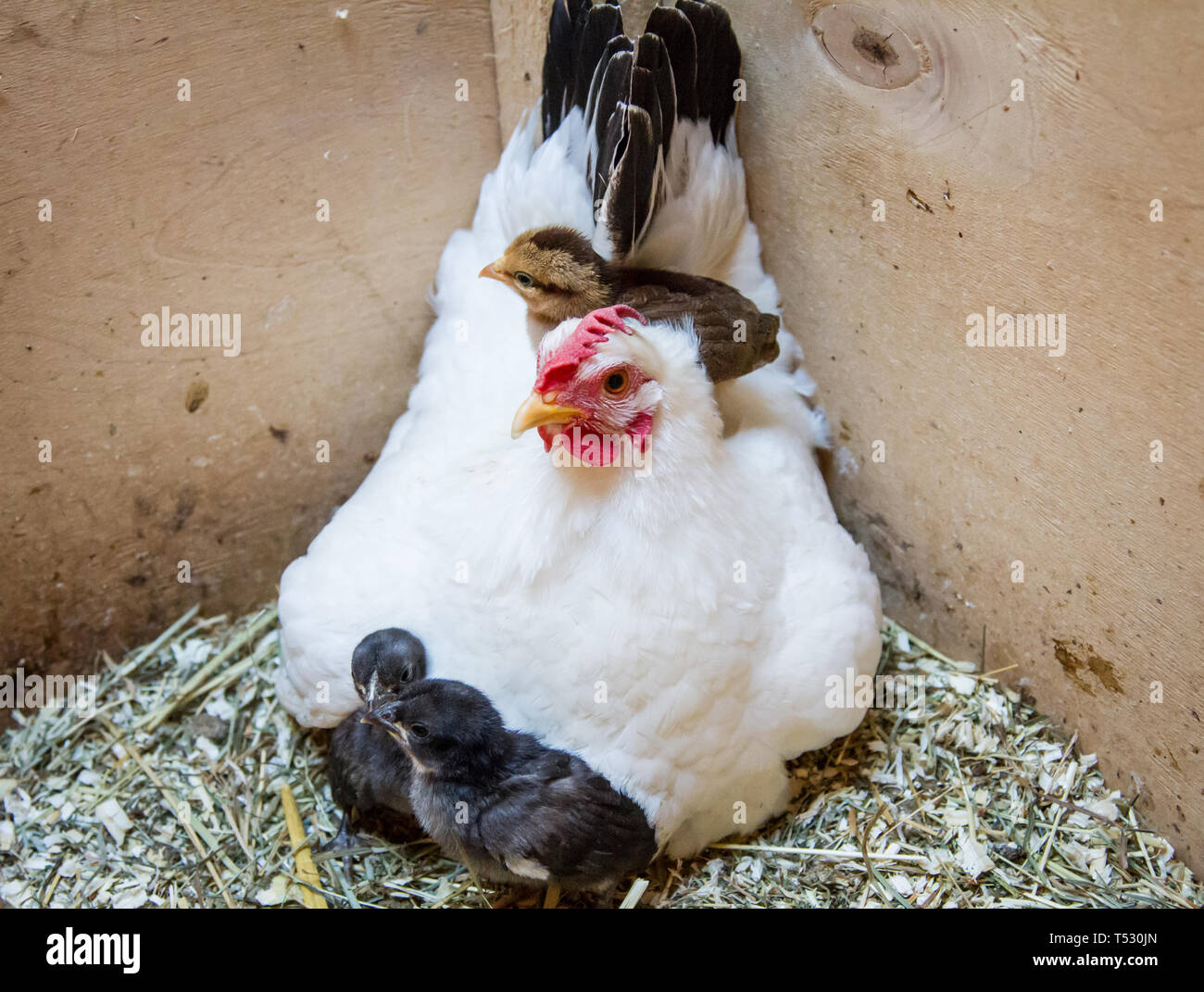 Clucking hi-res stock photography and images - Alamy