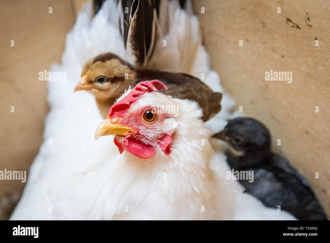 Hatchlings hi-res stock photography and images - Alamy