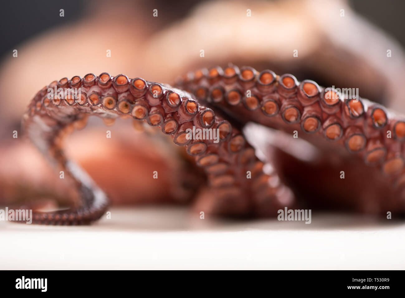 Details of a tentacle of an octopus Stock Photo - Alamy