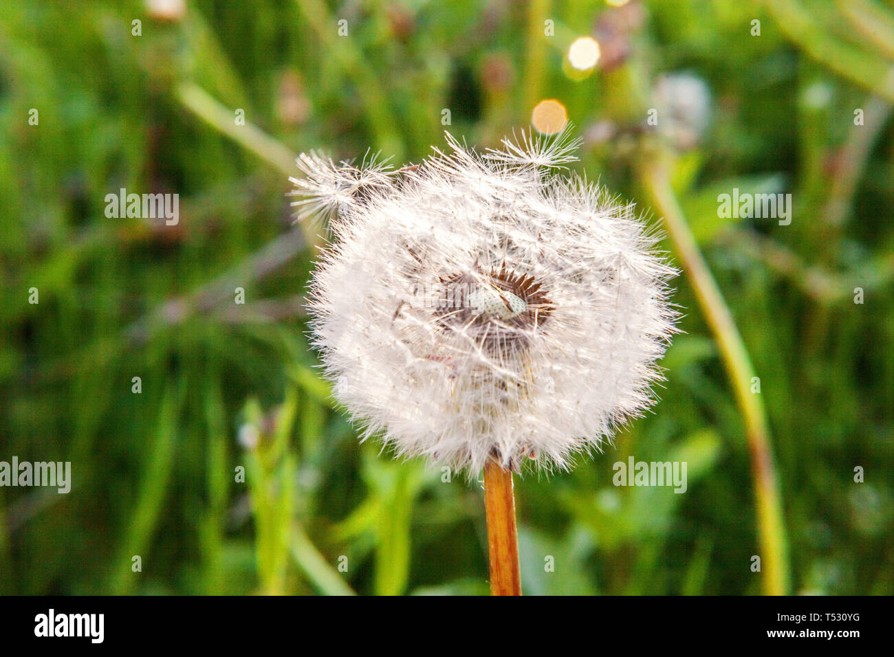 Dandelion seeds blowing in wind in summer field background. Change ...