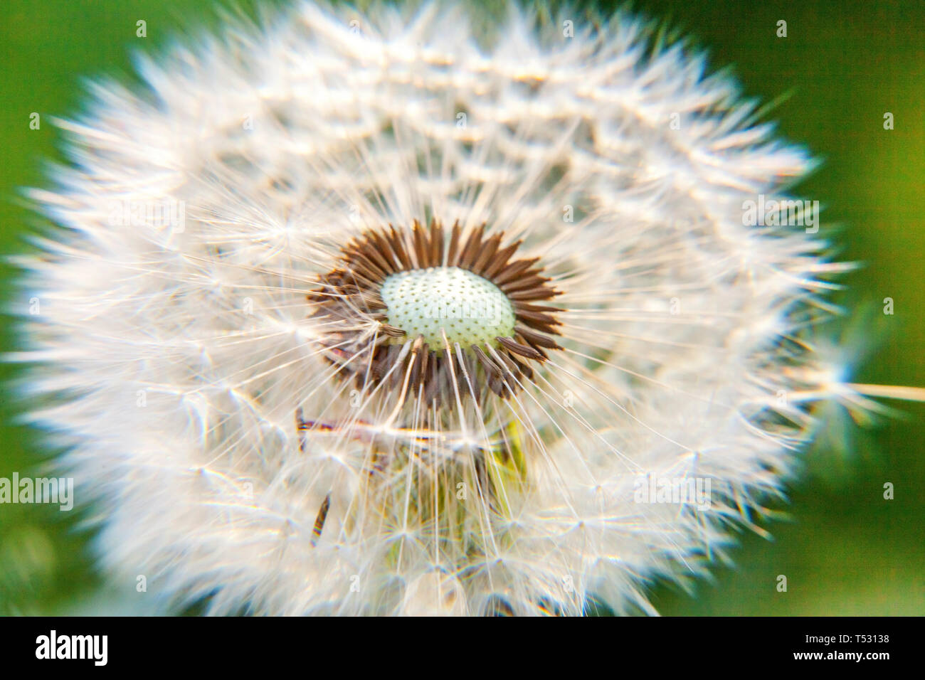 Dandelion seeds blowing in wind in summer field background. Change ...