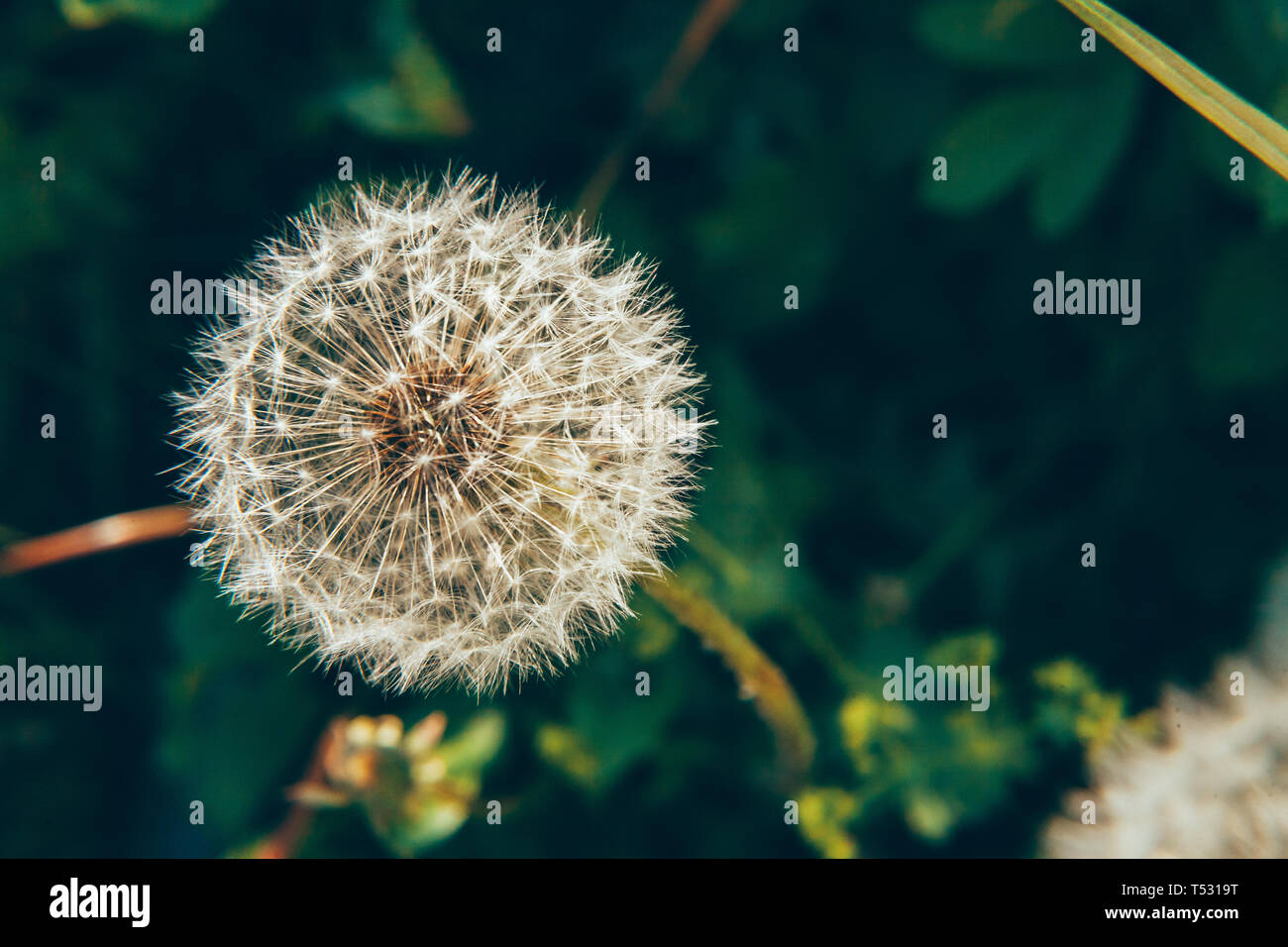 Dandelion seeds blowing in wind in summer field background. Change ...