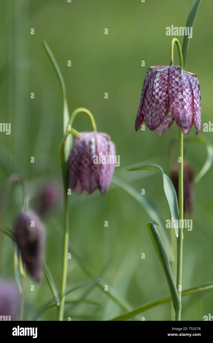 Pendulous flower of the snakehead fritillary with chequered petals ...
