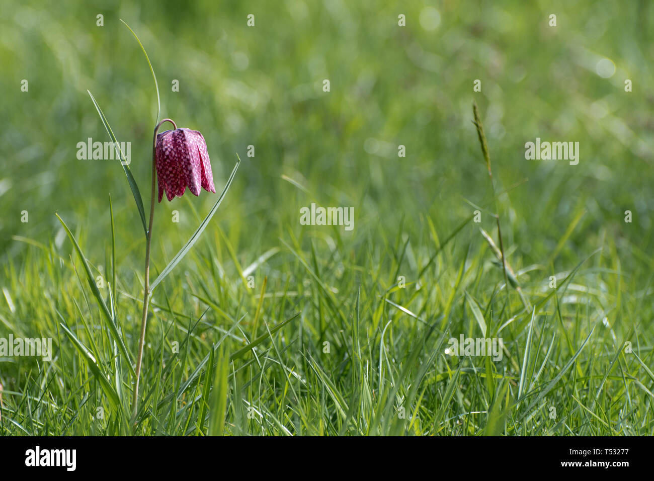 Pendulous flower of the snakehead fritillary with chequered petals ...
