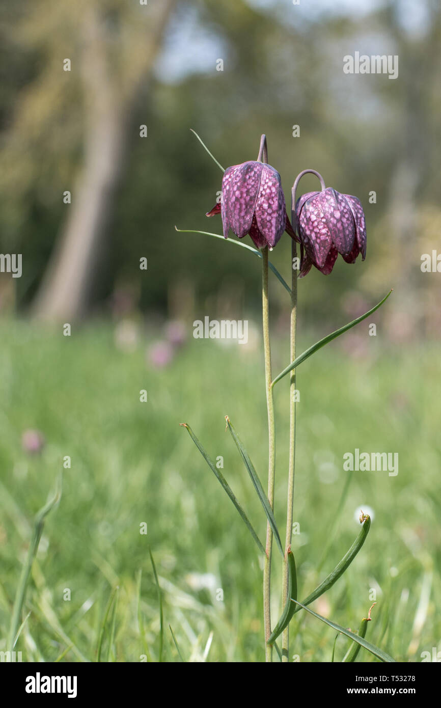 Fritillaria meleagris kew gardens hi-res stock photography and images ...