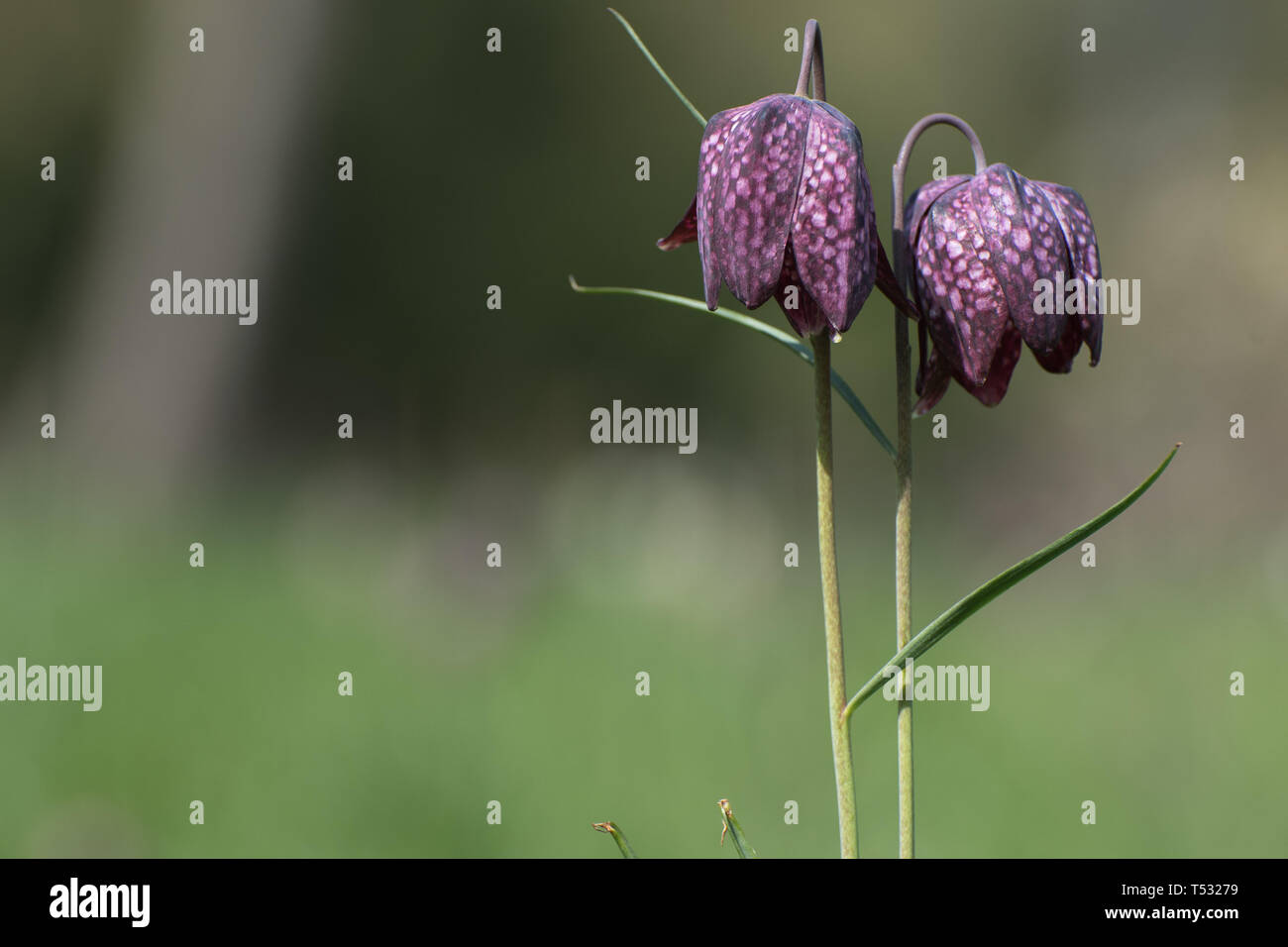 Pendulous flower of the snakehead fritillary with chequered petals ...