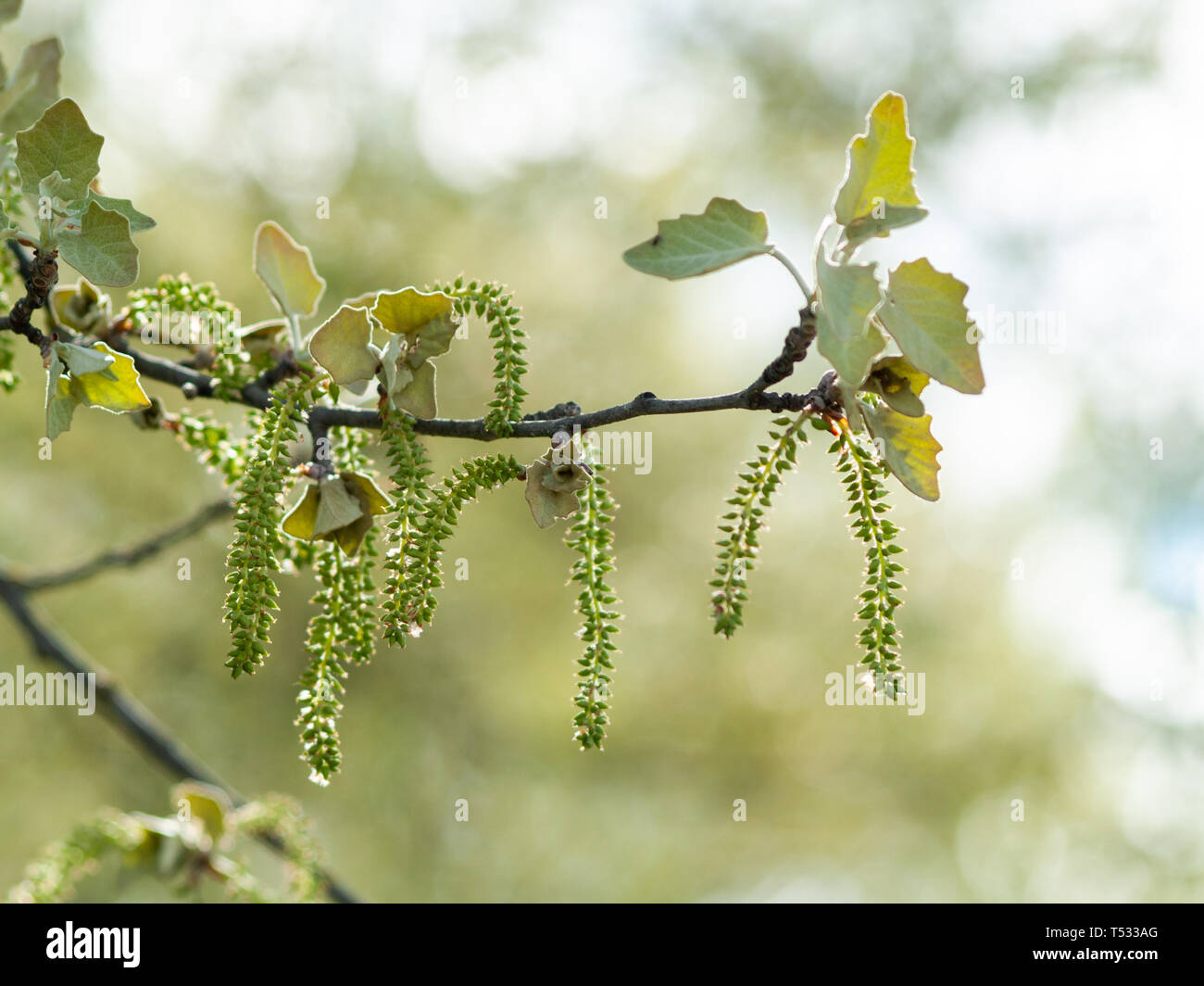 Popplar tree hi-res stock photography and images - Alamy