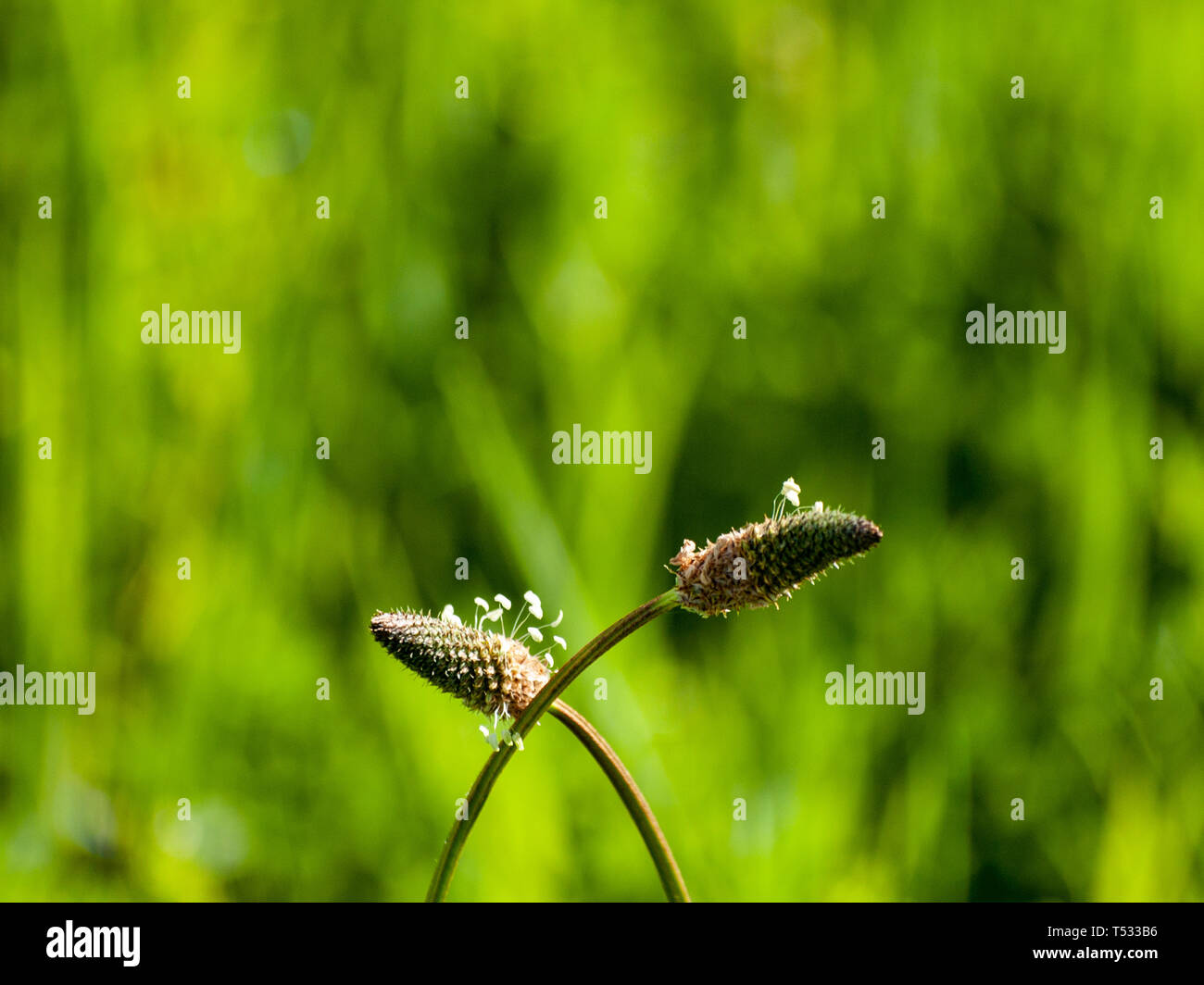 Two flowers intertwined hi-res stock photography and images - Alamy