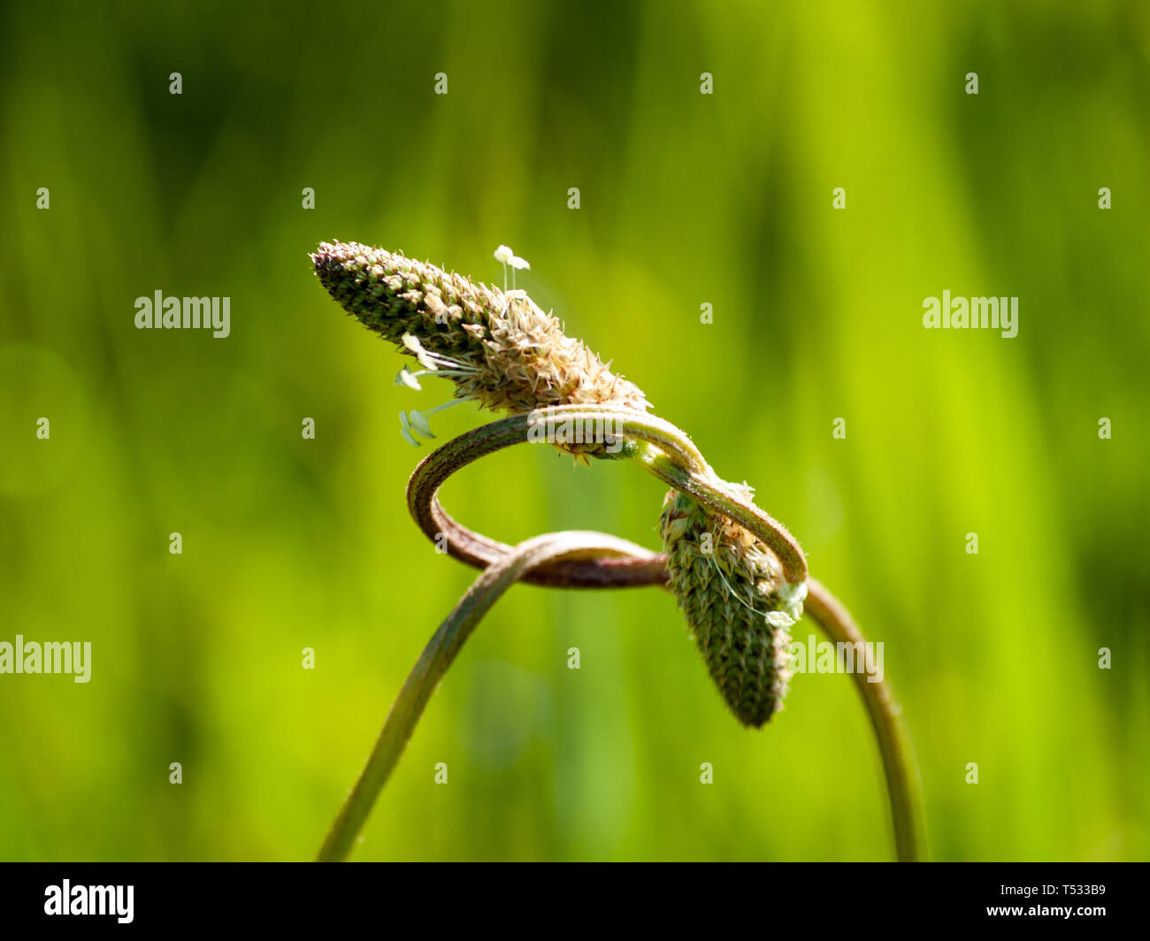Plantain bio hi-res stock photography and images - Alamy
