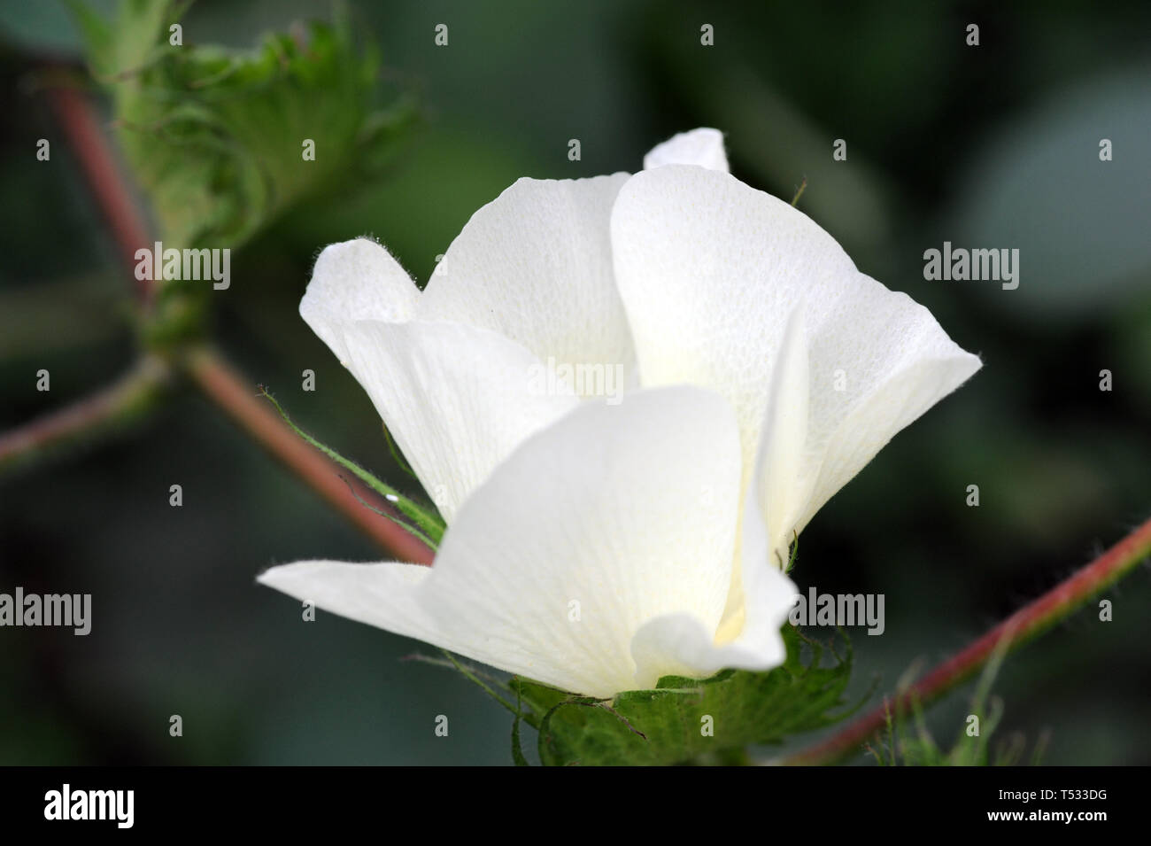 The blooming flowers of cotton Stock Photo - Alamy
