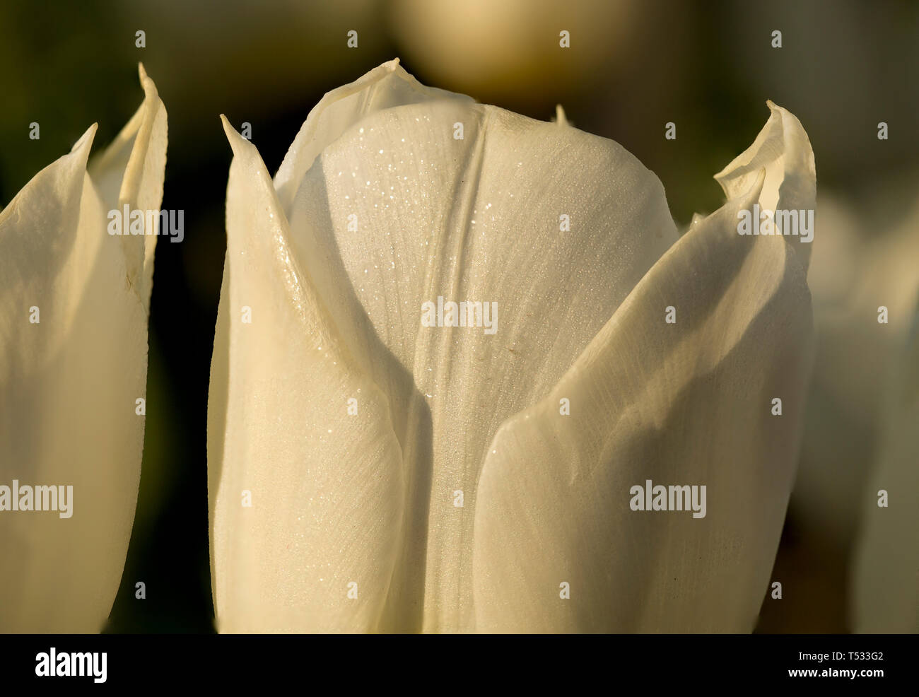 Close up of a white tulip with the name Duc van Tol White. A bulb of ...