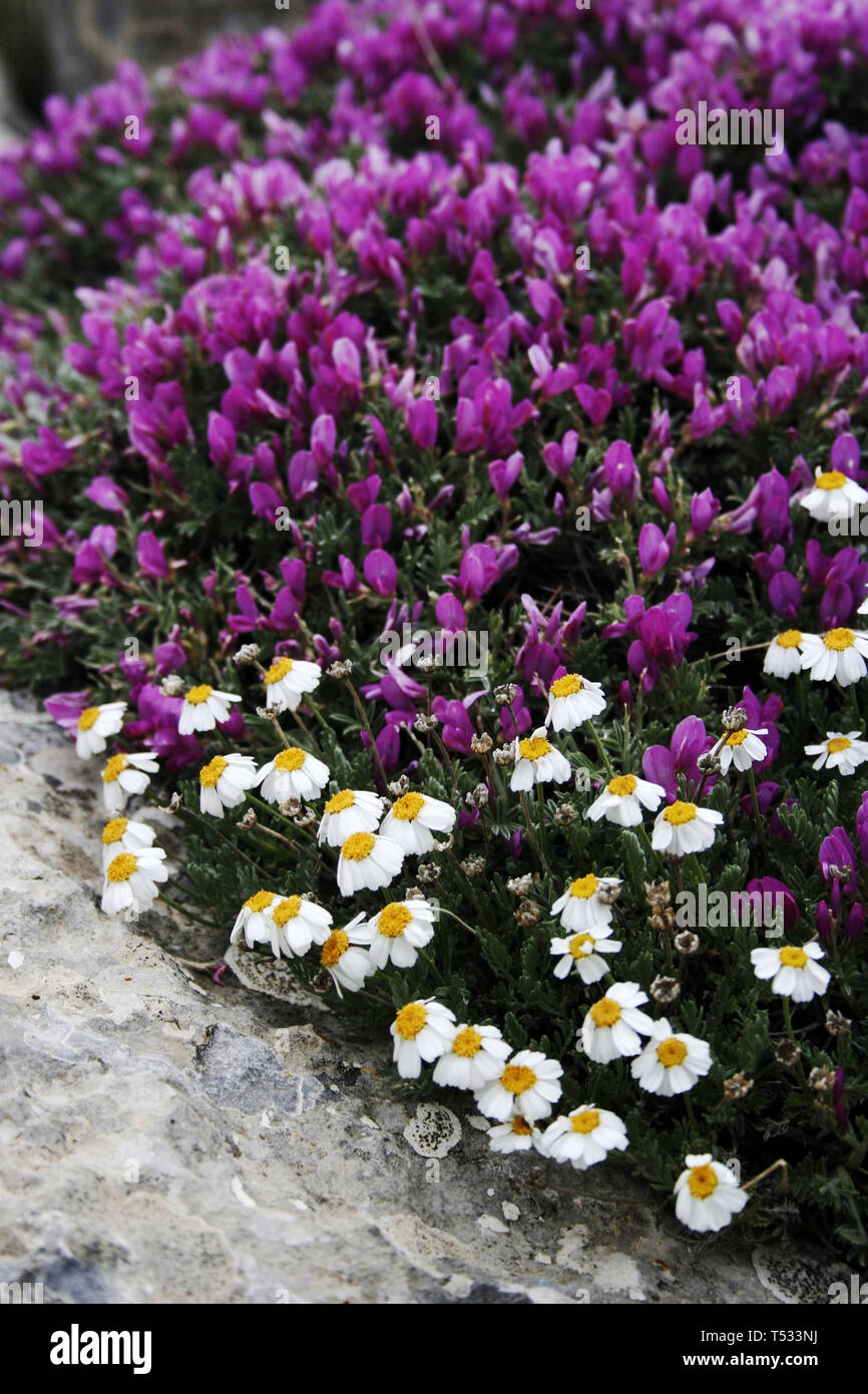 Button eye rose hi-res stock photography and images - Alamy