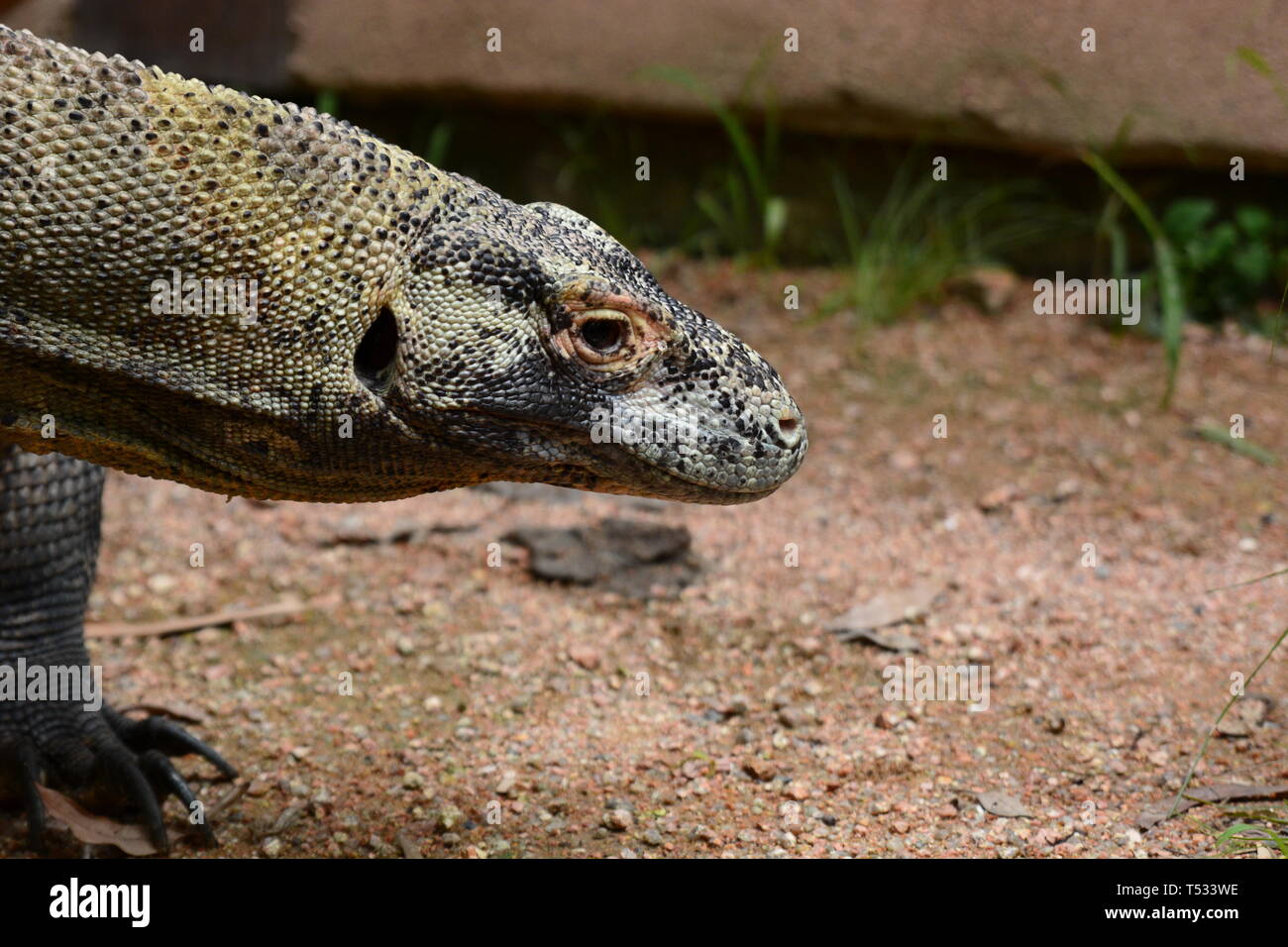 Komodo dragon. Wangetti. Queensland. Australia Stock Photo - Alamy