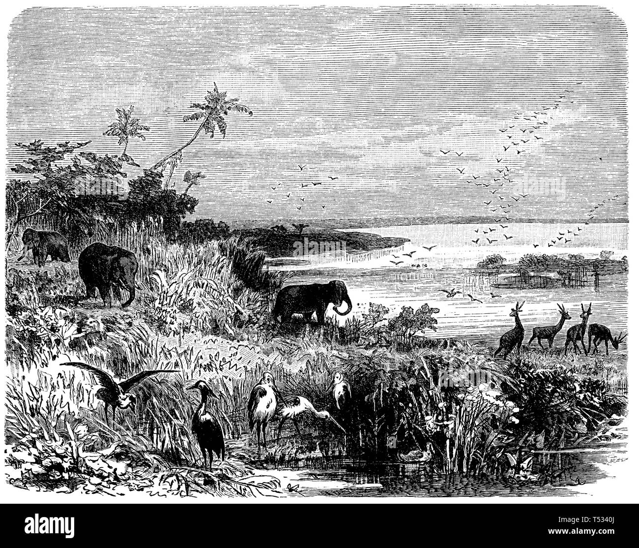 Tchad chad africa Black and White Stock Photos & Images - Alamy