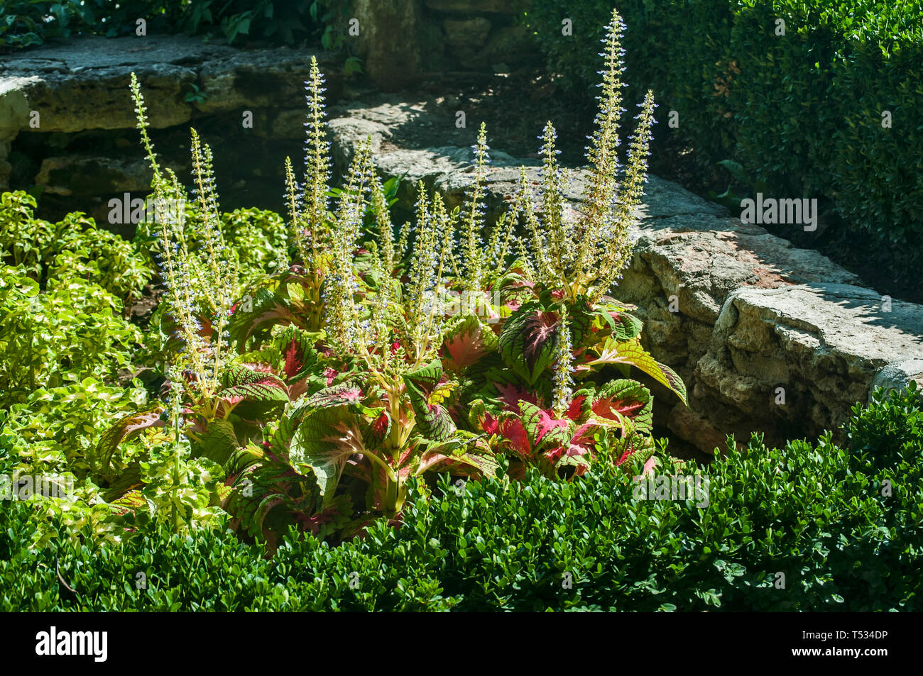 Detail of park complex with blooming garden flowers and boxwood with ...