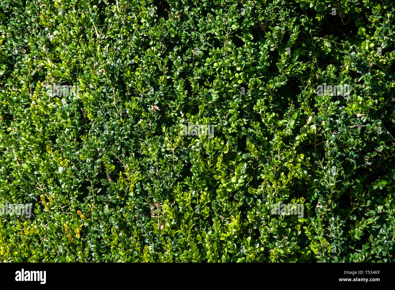 Garden park greenery details closeup as natural floral background Stock ...