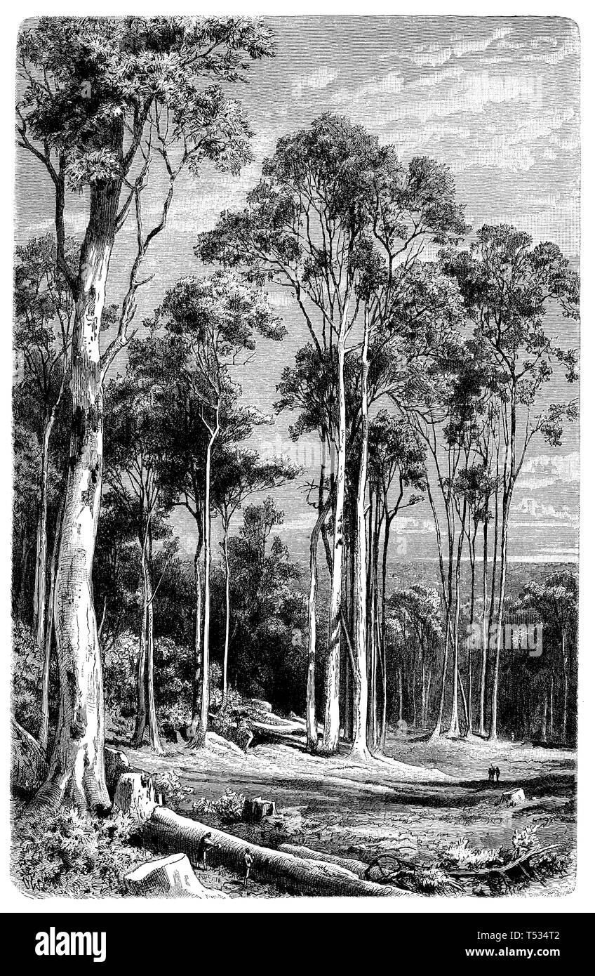 eucalyptus forest, O[laf] W[inkler] 1897 Stock Photo - Alamy