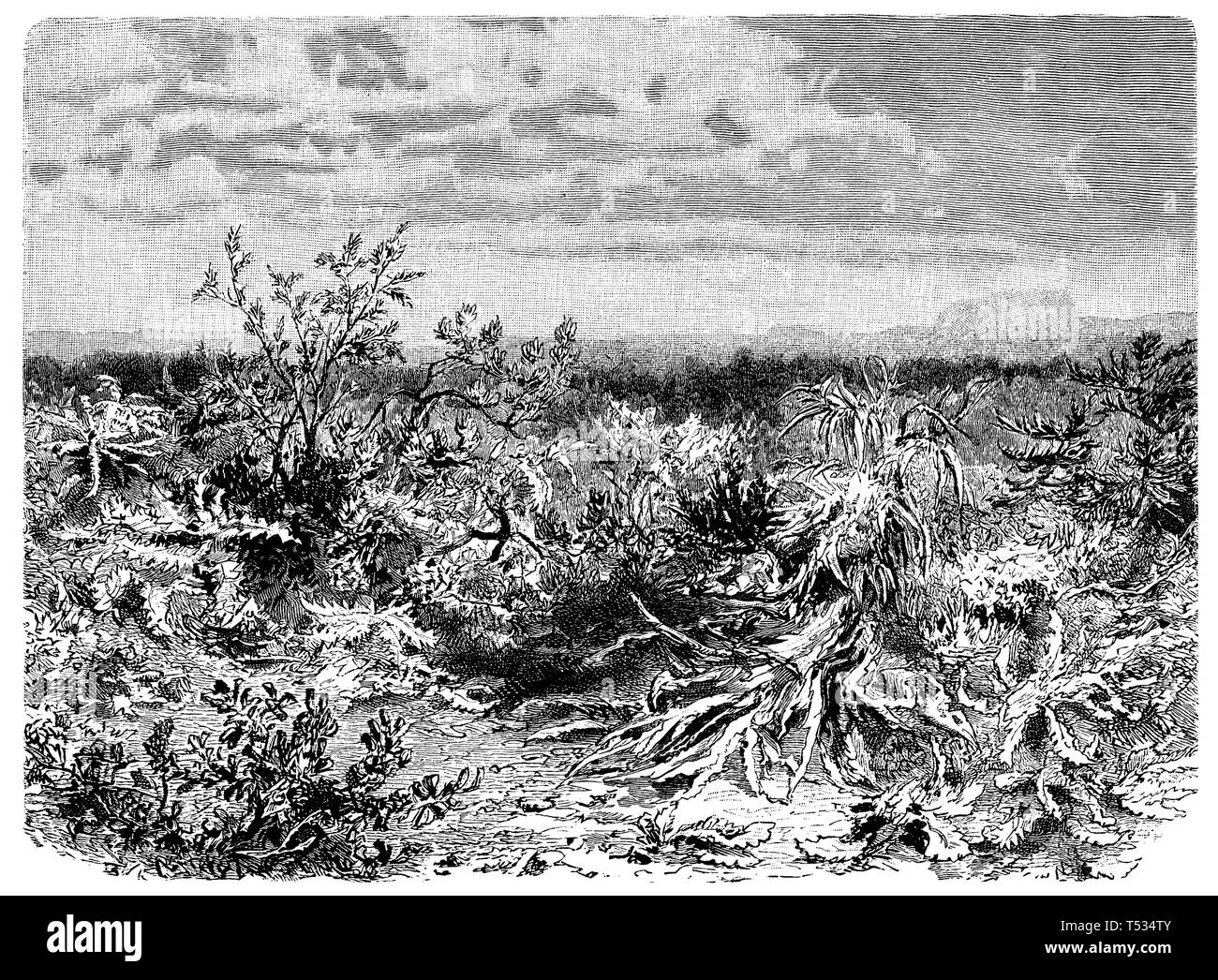 Australian scrub Black and White Stock Photos & Images - Alamy