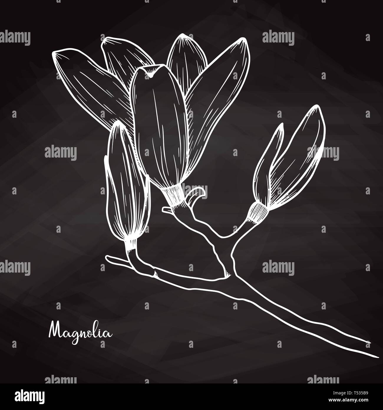 Realistic sketch of magnolia on chalk background. Vector illustration ...
