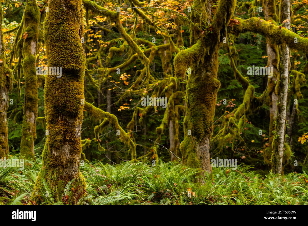 Thick Moss on Sitka Trees with Ferns in Northwestern Rainforest Stock ...