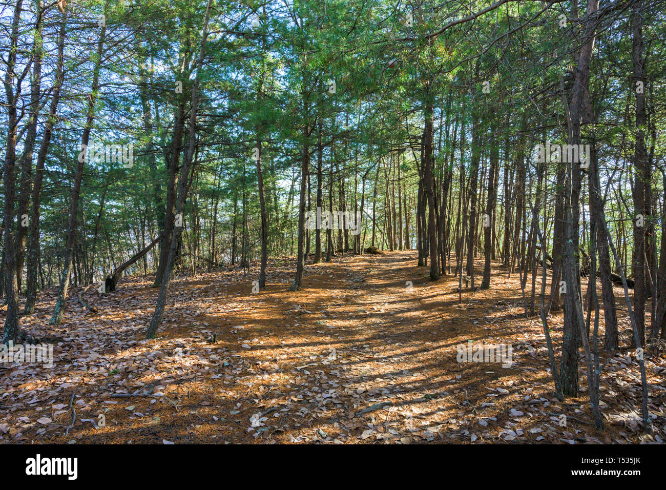 Trail Cuts Through Young Forest in Kentucky foothills Stock Photo - Alamy