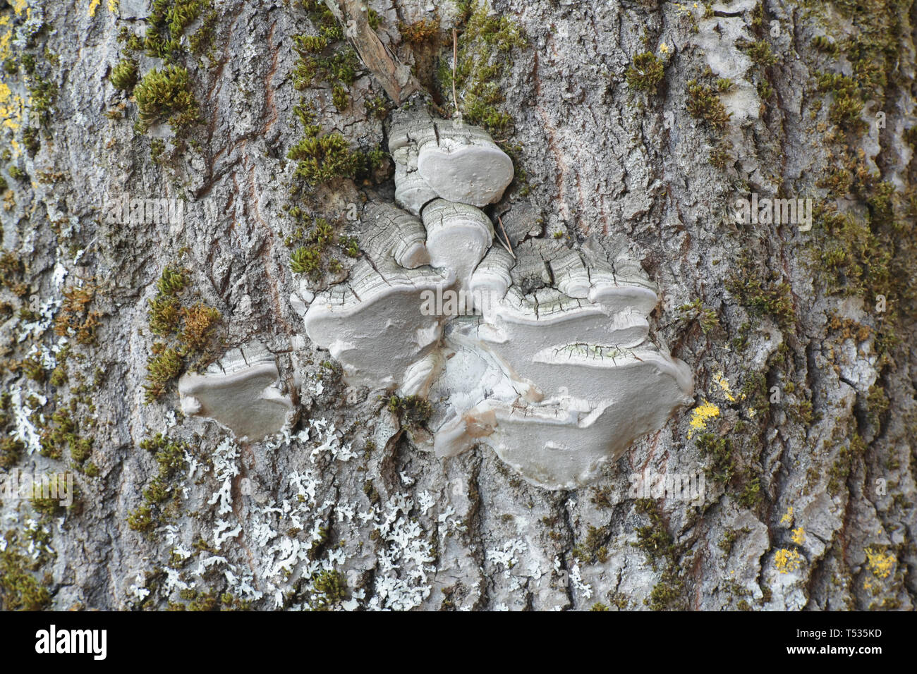 Aspen bracket fungus hi-res stock photography and images - Alamy