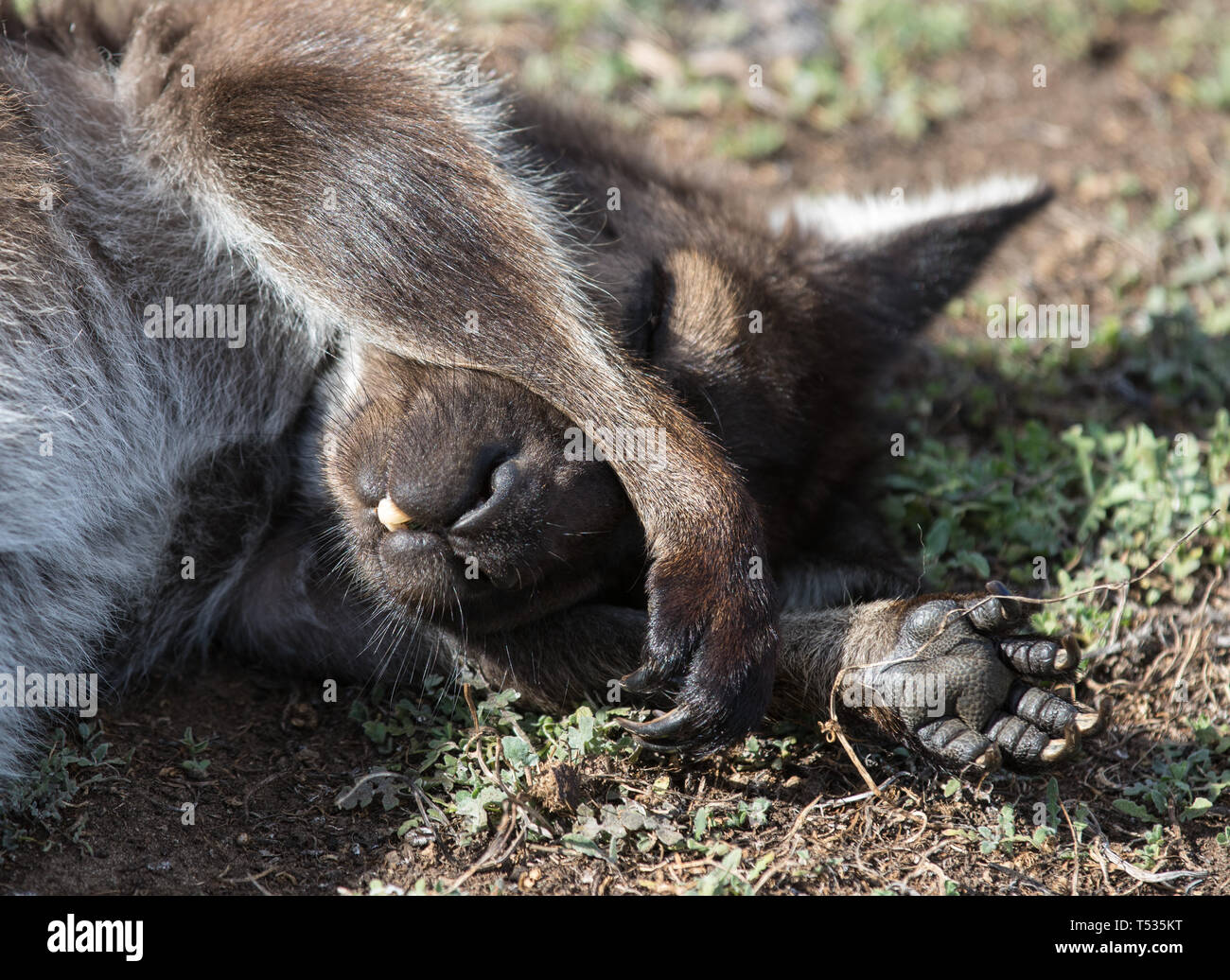Portrait of australian Kangaroo with ridiculous teeth hiding the eyes ...