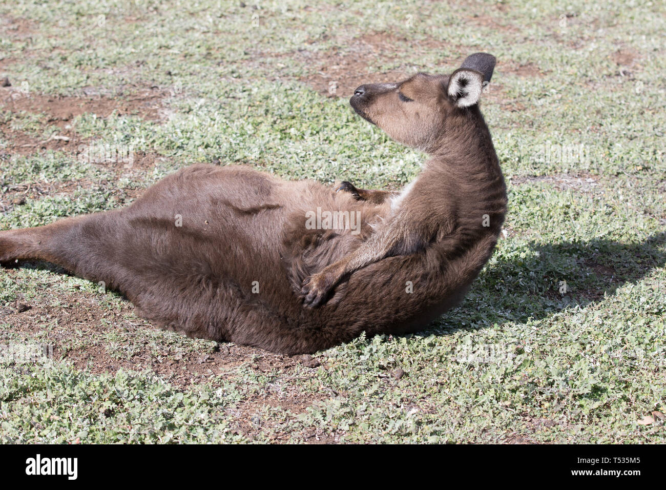 Portrait of australian Kangaroo doing exercise on a press Australia ...