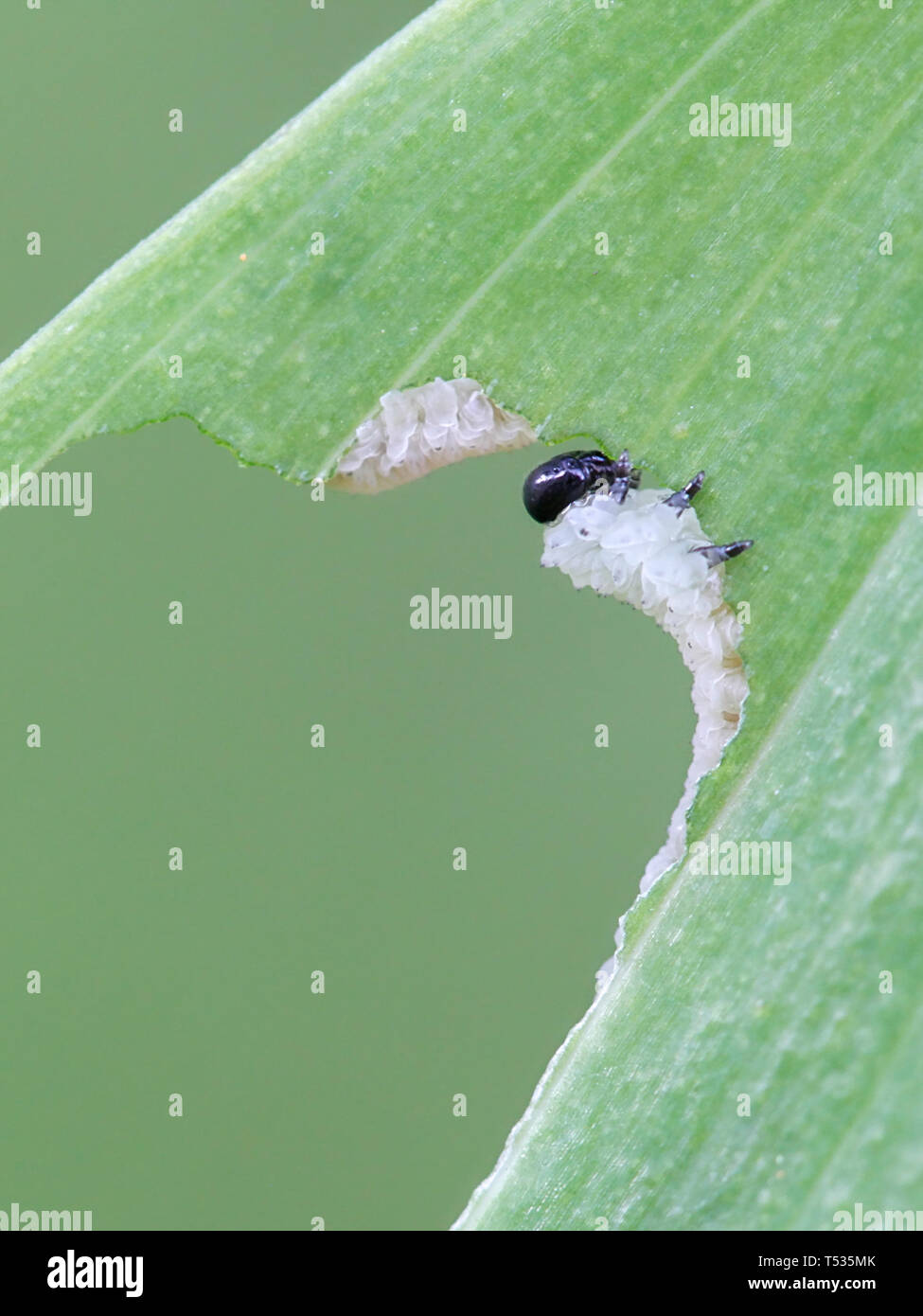 Eating Maggots High Resolution Stock Photography and Images - Alamy