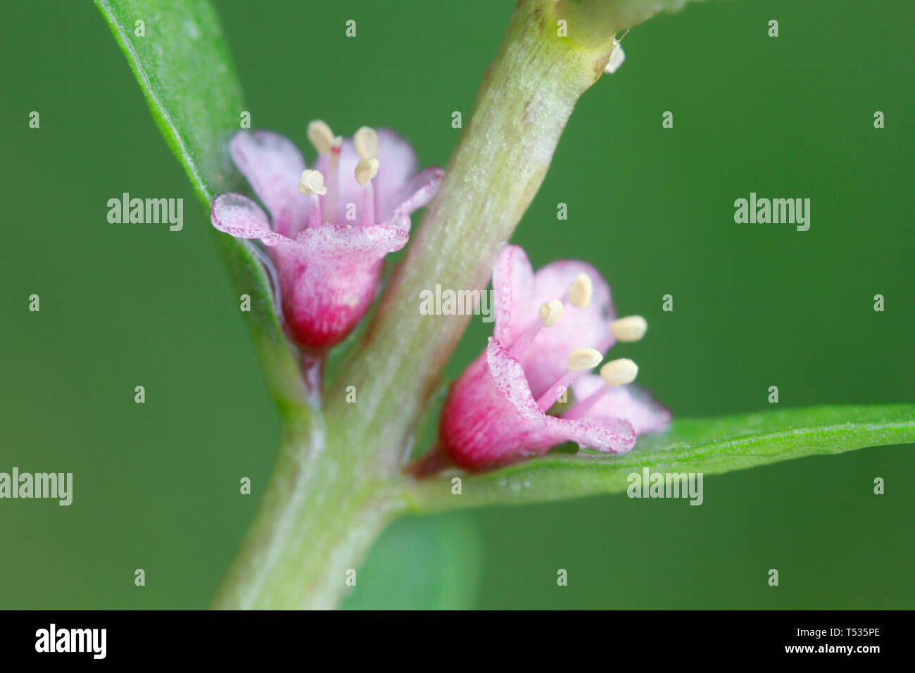 Lysimachia maritima, known as sea milkwort, sea milkweed, and black ...
