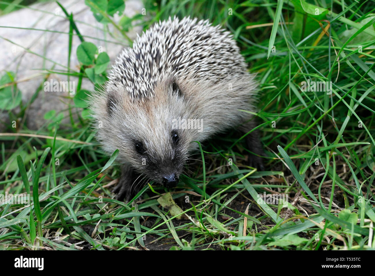 European hedgehog cub, Erinaceus europaeus Stock Photo - Alamy