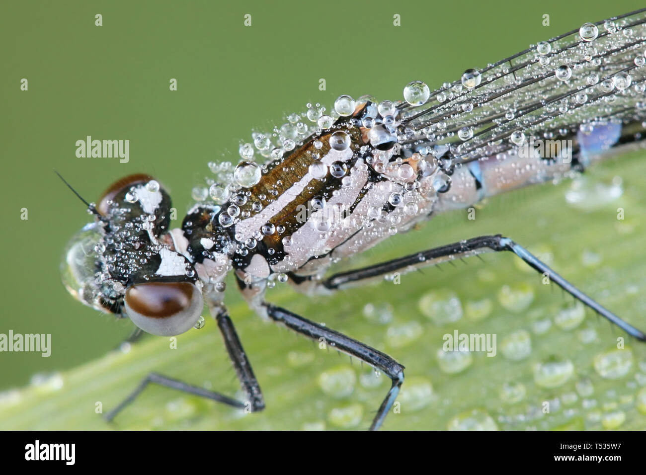 Variable Damselfly High Resolution Stock Photography and Images - Alamy