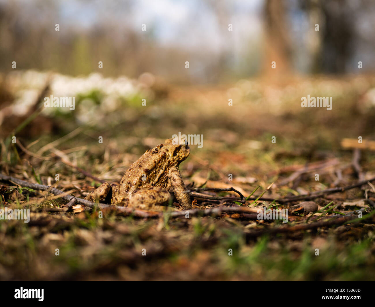 Meadow frog hi-res stock photography and images - Alamy