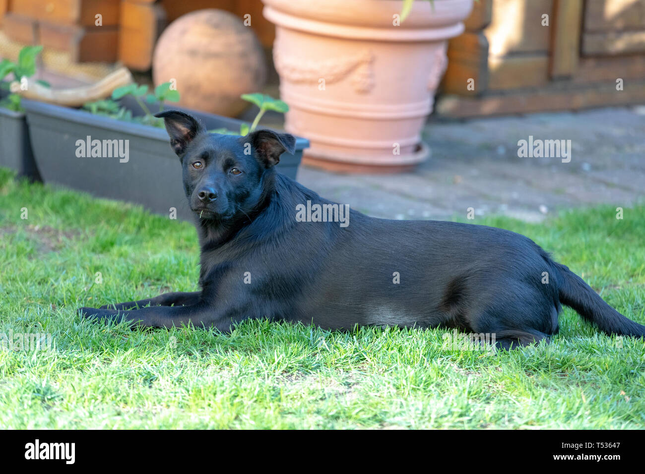 Schipperke Lab Mix