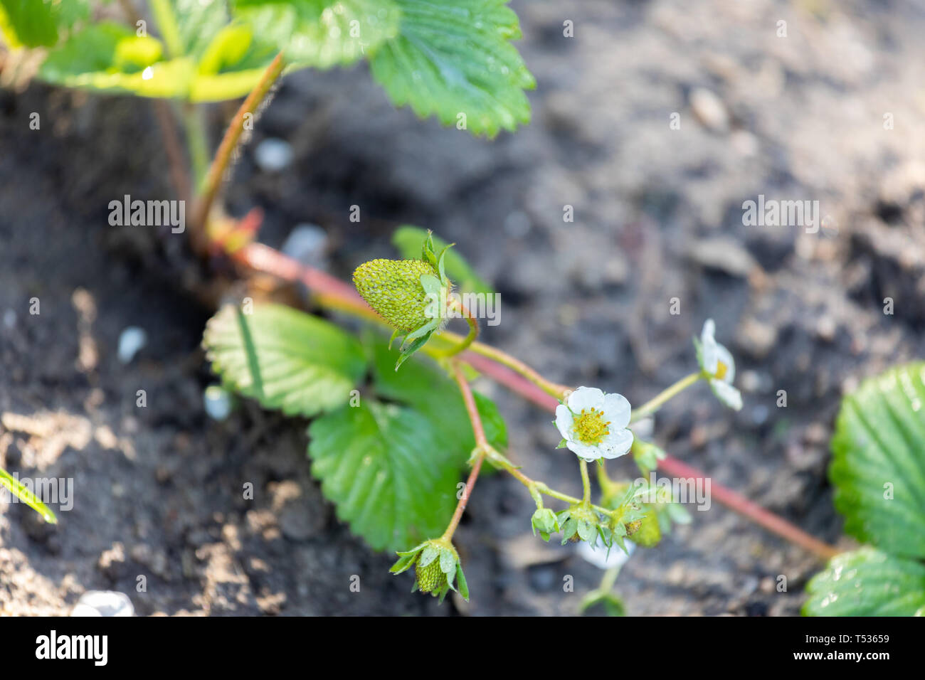 Immature strawberry hi-res stock photography and images - Alamy