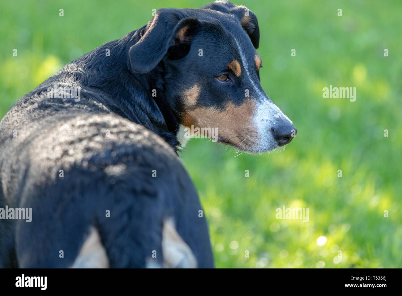 Appenzeller Mountain Dog, portrait of a dog close-up Stock Photo - Alamy