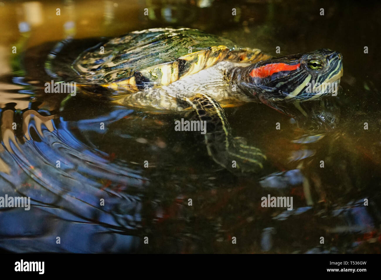 A red-eared slider turtle swims in an artificial pond. Wild life ...