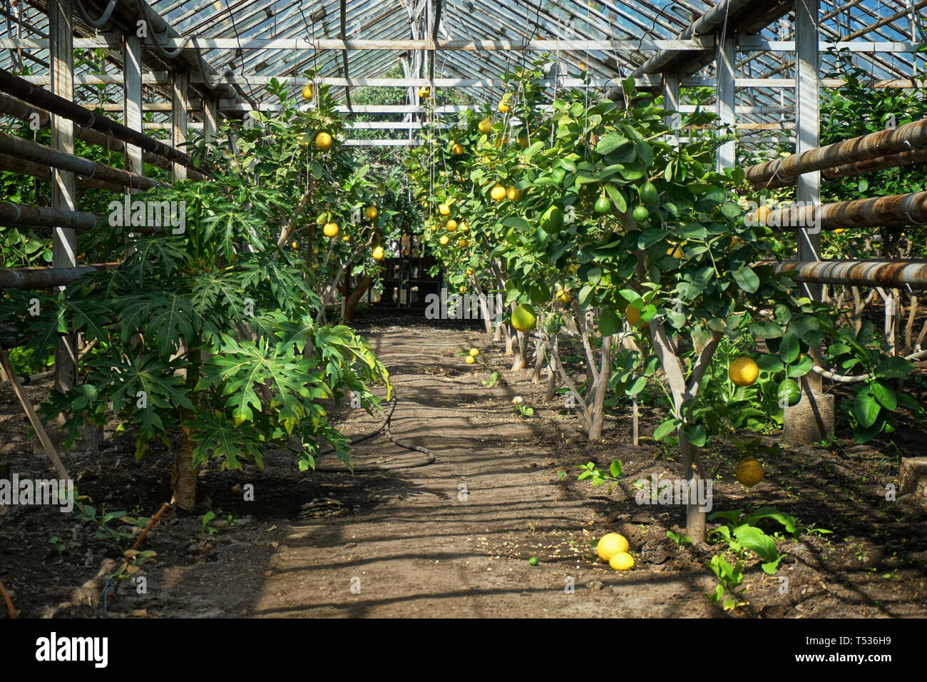Farm rural greenhouse for growing lemons and other fruits. Seasonal ...