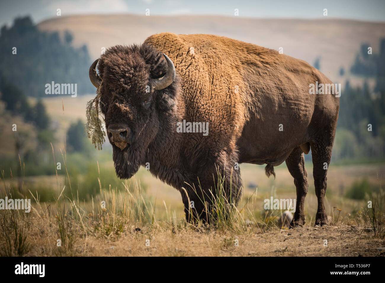Bison hunting hi-res stock photography and images - Alamy
