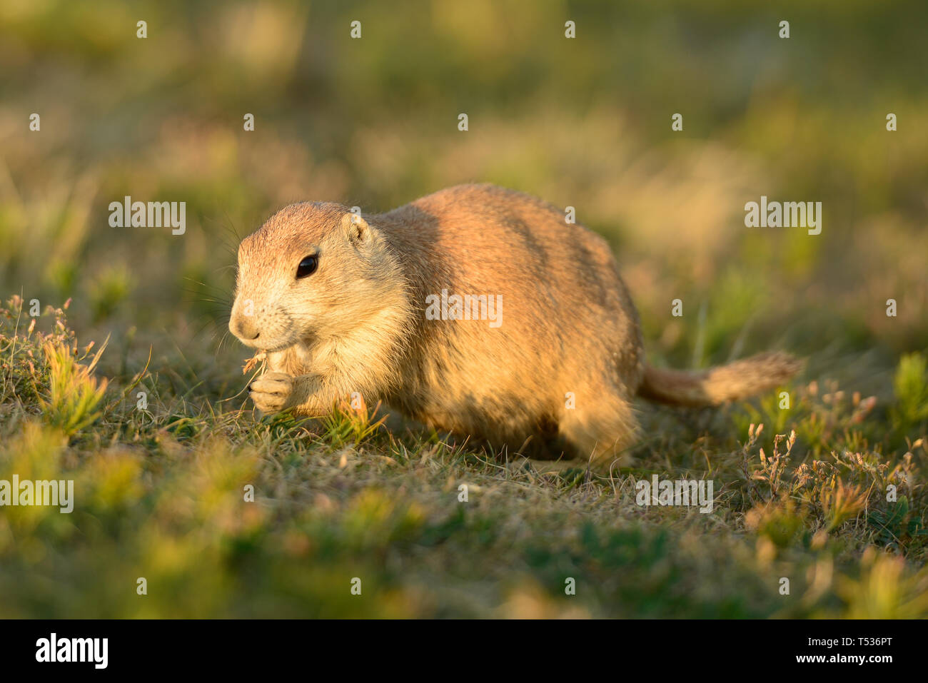 Prairie Dog Colony High Resolution Stock Photography and Images - Alamy