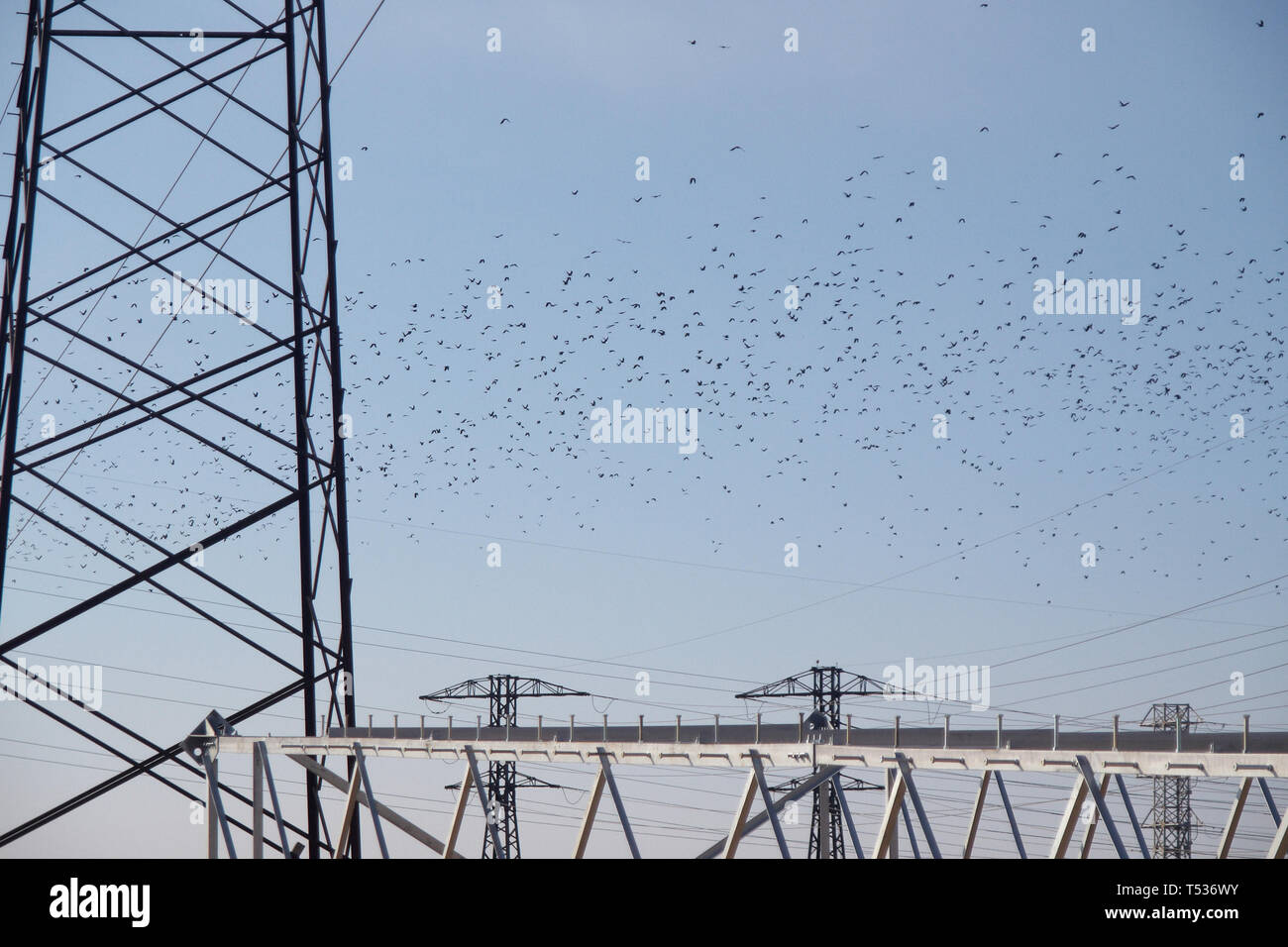 Flock of birds above the high-voltage power line. Problems and features ...
