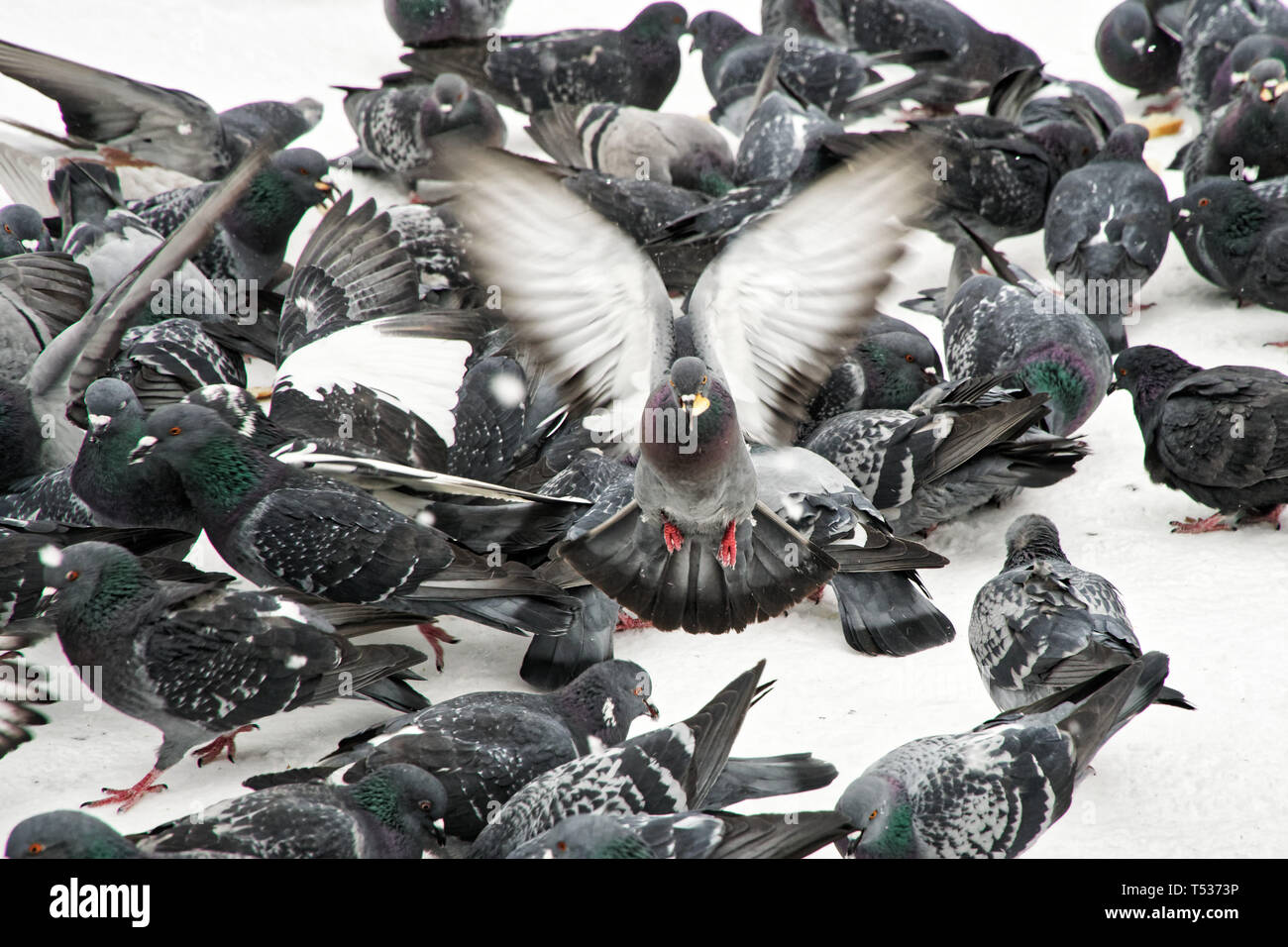 City pigeons feed on bread crumbs. Feeding birds in winter. Group Stock ...