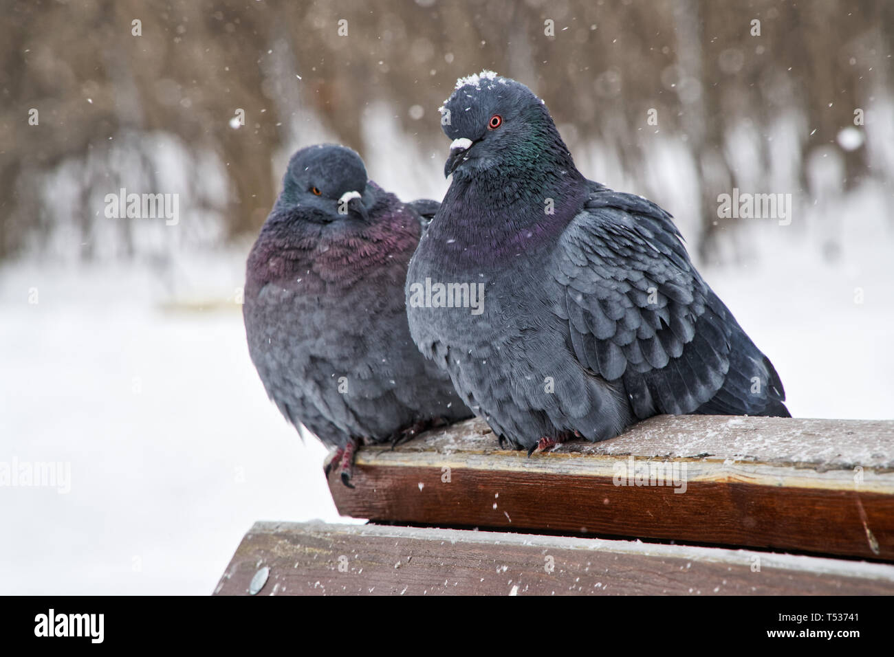 Two urban pigeons freeze during a snowfall, sitting on wooden bars ...