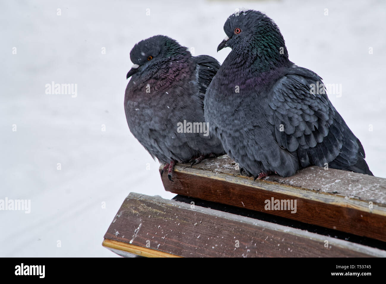 Two pigeons freeze during the snowfall, sitting on wooden bars. Birds ...