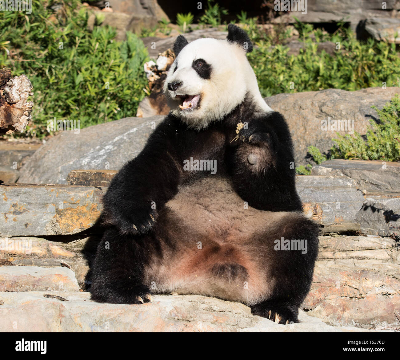 Giant panda, Ailuropoda melanoleuca, or Panda Bear. Close up of giant ...